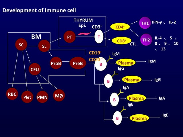 14 Primary Immunodeficiency Diseases | PPT
