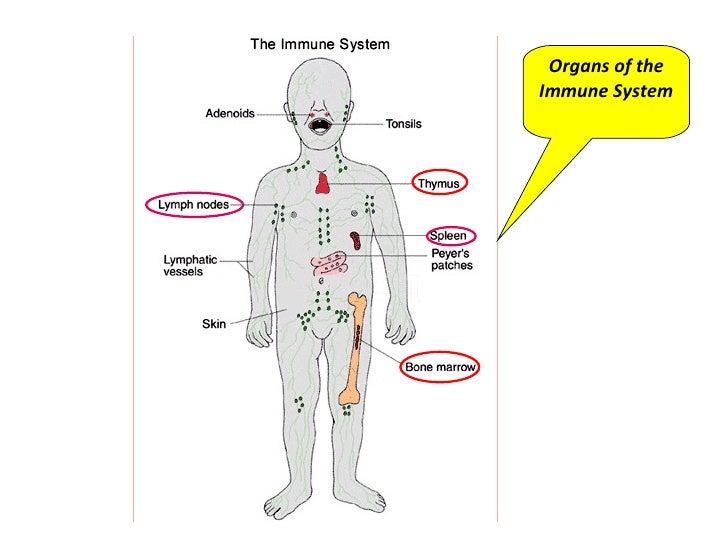 14 Primary Immunodeficiency Diseases