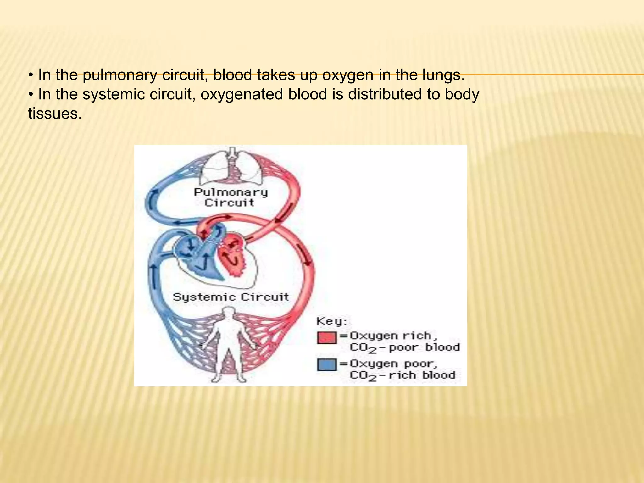 14. pulmonary and systemic circulation | PPTX