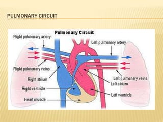 14. pulmonary and systemic circulation | PPTX