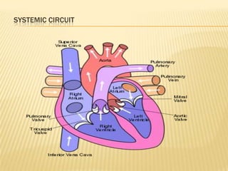 14. pulmonary and systemic circulation | PPTX