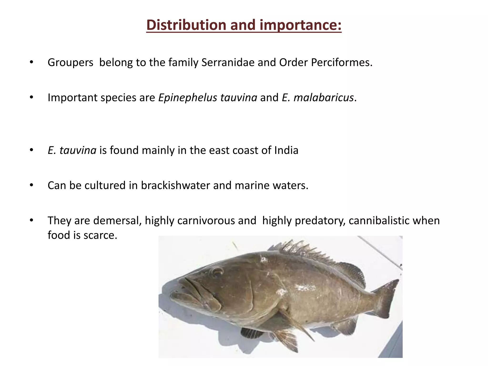 14 - Seed production of groupers.ppt