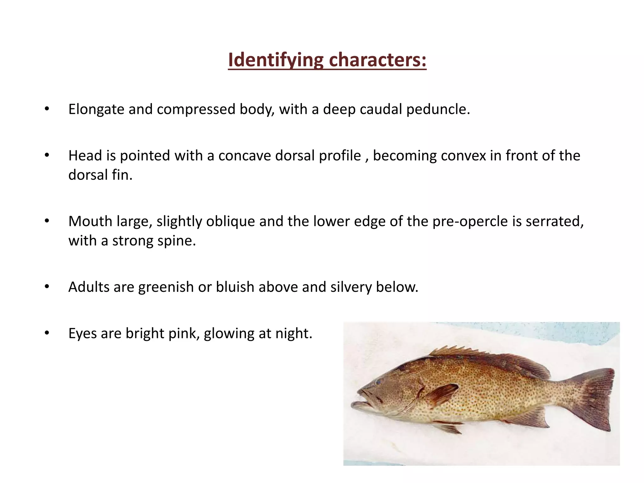 14 - Seed production of groupers.ppt