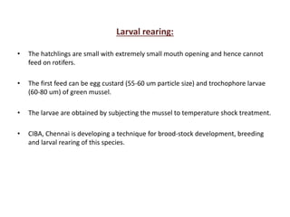 14 - Seed production of groupers.ppt