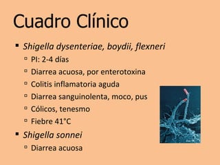 14. Shigella dysenterae | PPT