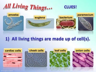 14 the characteristics of life - power point | PPTX