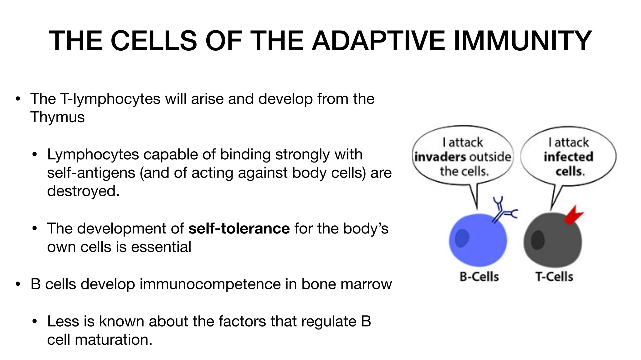 14 - The Lymphatic System & Basic Immunology (2024 Revised).pdf