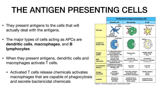 14 - The Lymphatic System & Basic Immunology (2024 Revised).pdf