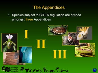 Using Appendices | PPT