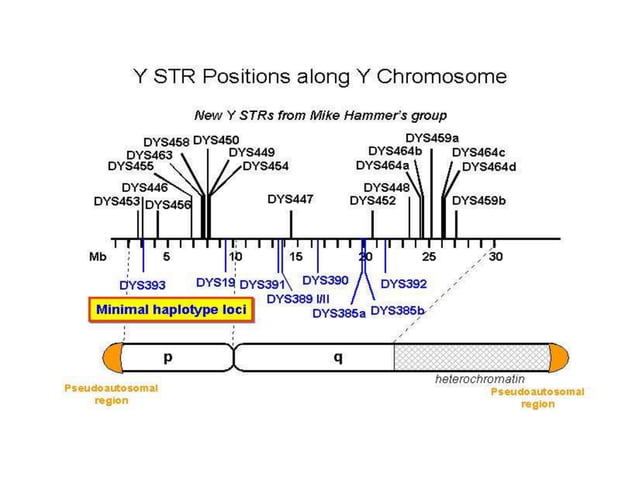 Y STR Haplotype Databases in Forensic Science.pptx
