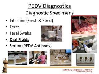 Dr. Rodger Main - PEDV's Emergence in the US: Status Report ...