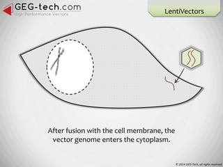 Three types of Lentiviral Vectors - by GEG-tech.com