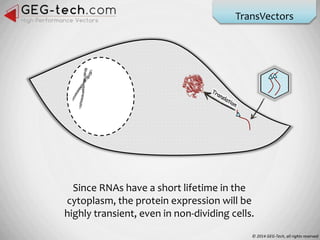 Three types of Lentiviral Vectors - by GEG-tech.com