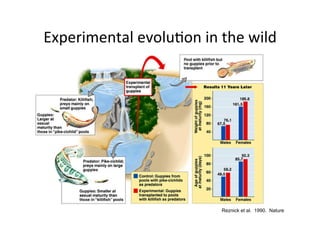 Beyond Lifetime Reproductive Success: The posthumous reproductive ...