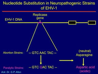 Dr. Peter Timoney - Re-emergent Threat of Equine Herpesvirus-1 ...