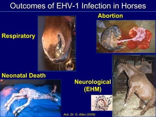 Dr. Peter Timoney - Re-emergent Threat of Equine Herpesvirus-1 ...