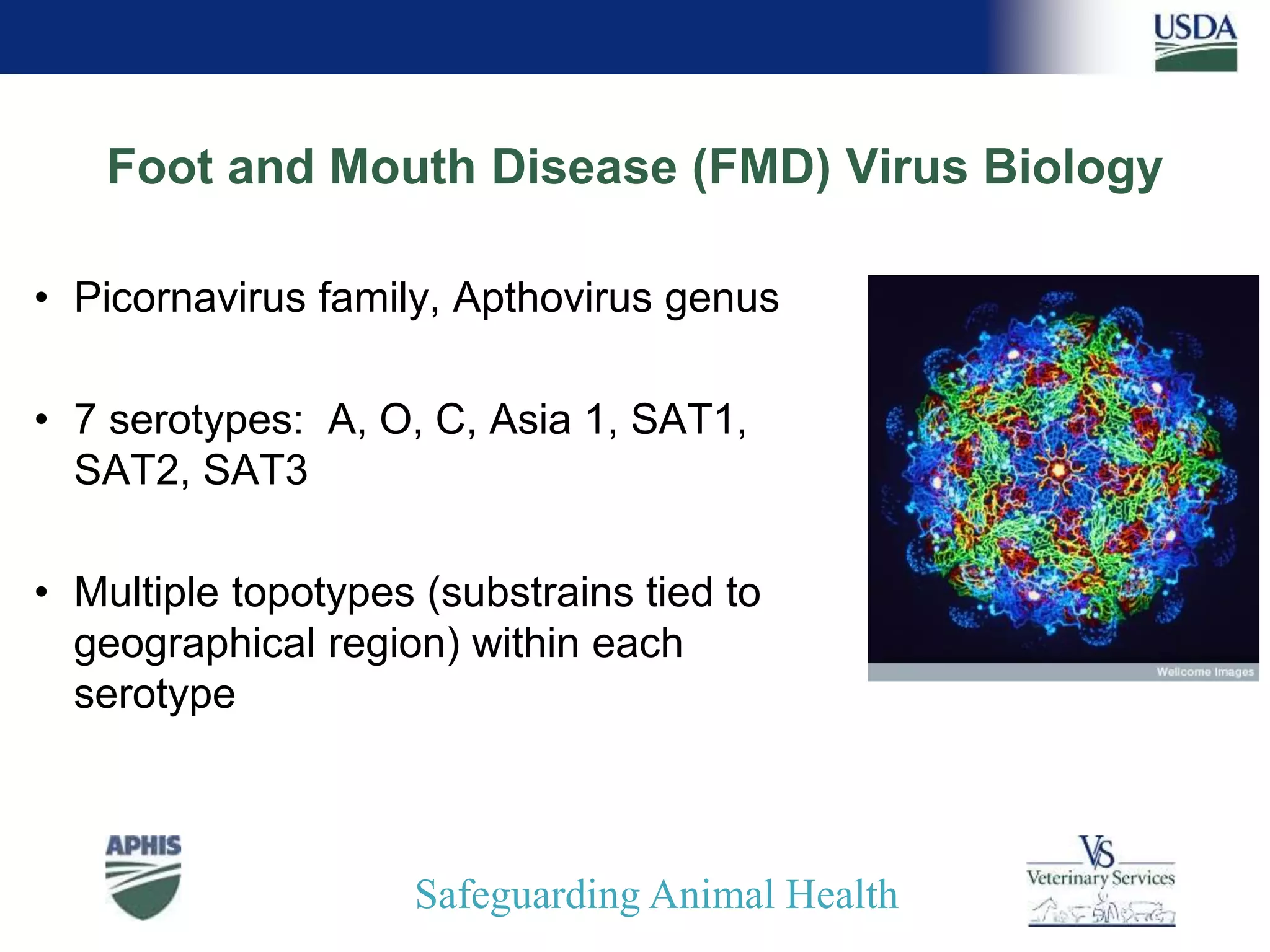 Dr. Beth Lautner - VS FMD Strategy | PPTX