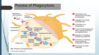 immunology presentation | PPT