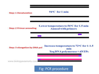 Concept on PCR,RAPD,AFLP | PPT
