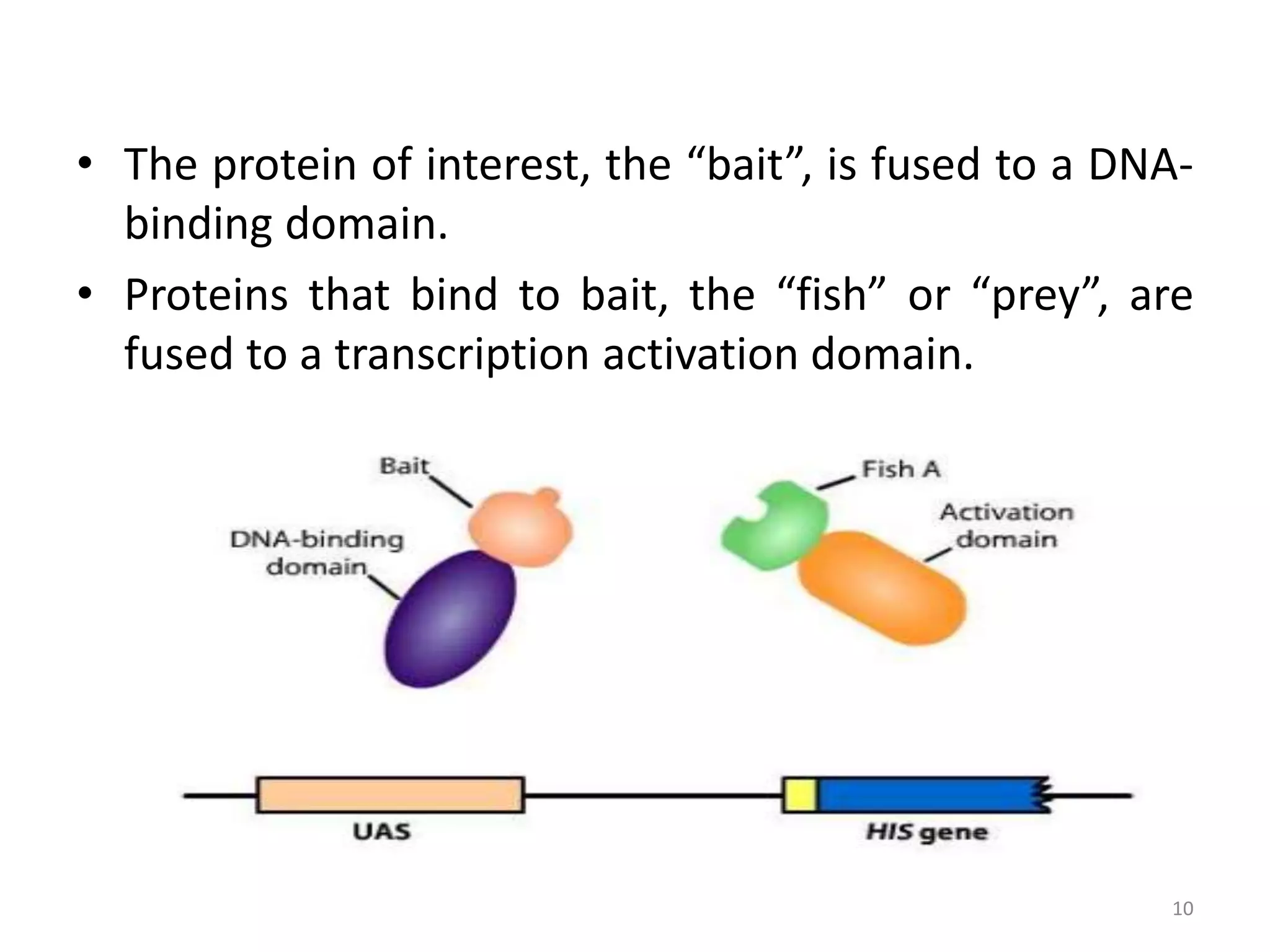 YEAST TWO HYBRID SYSTEM | PPTX