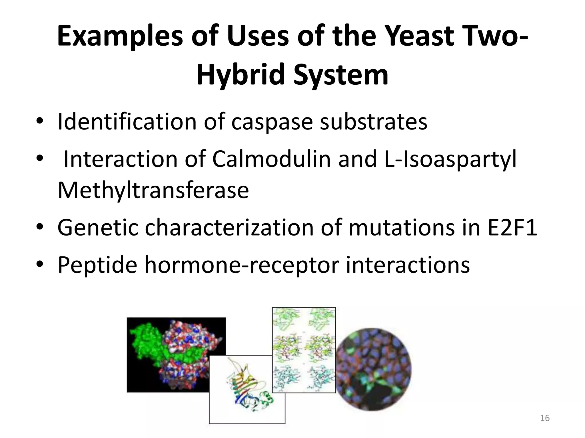 YEAST TWO HYBRID SYSTEM | PPTX