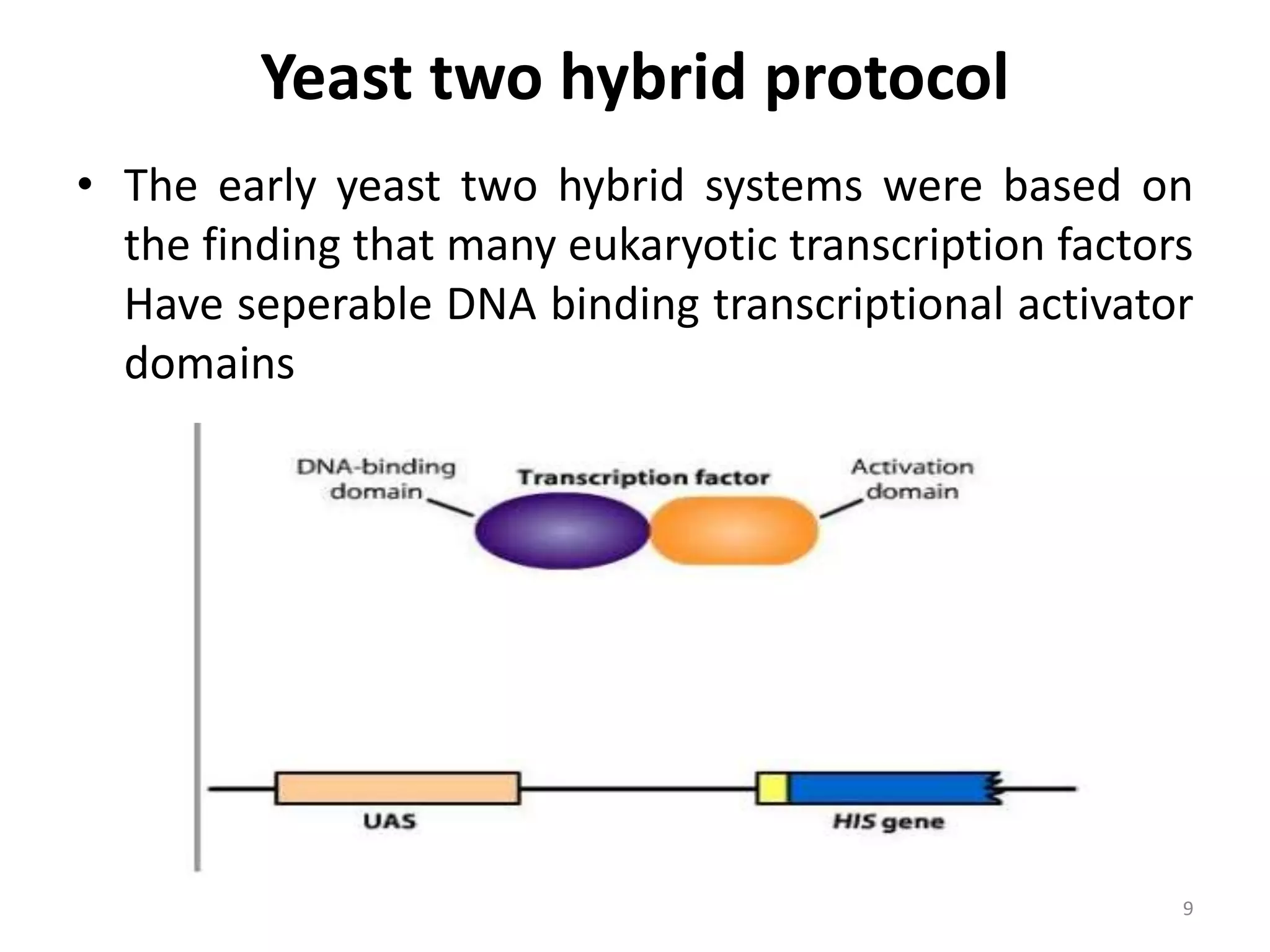 YEAST TWO HYBRID SYSTEM | PPTX