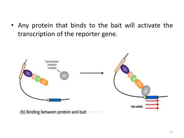 YEAST TWO HYBRID SYSTEM | PPTX