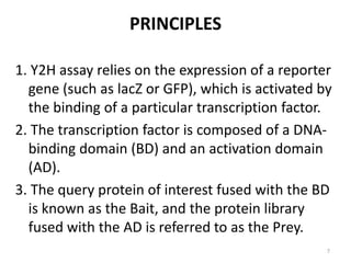 YEAST TWO HYBRID SYSTEM | PPTX