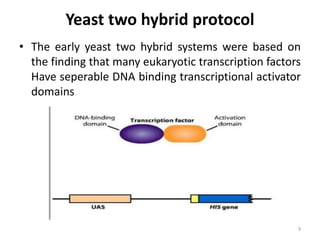 YEAST TWO HYBRID SYSTEM | PPTX