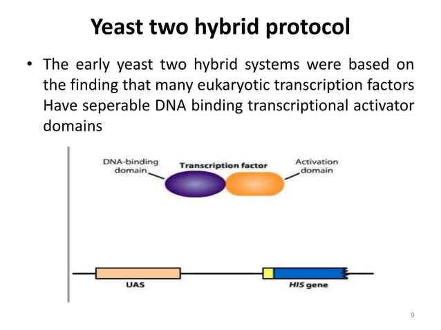 YEAST TWO HYBRID SYSTEM | PPTX