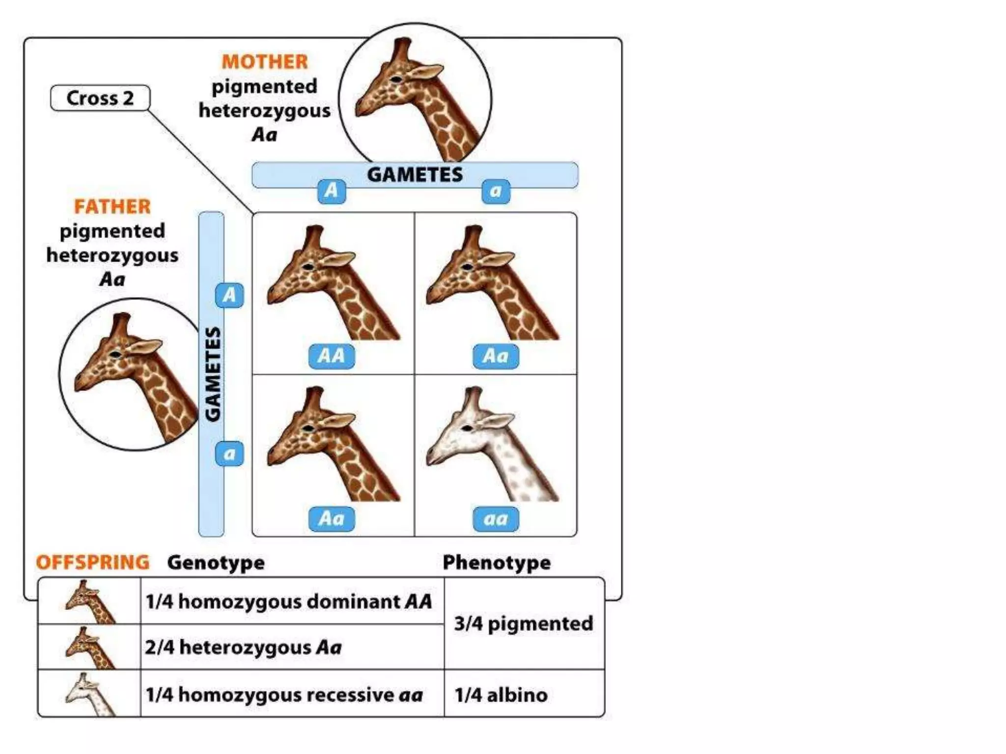 1406 patterns of inheritance 2019 | PPTX
