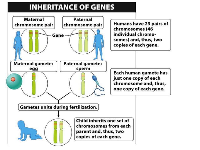 1406 patterns of inheritance 2019 | PPTX