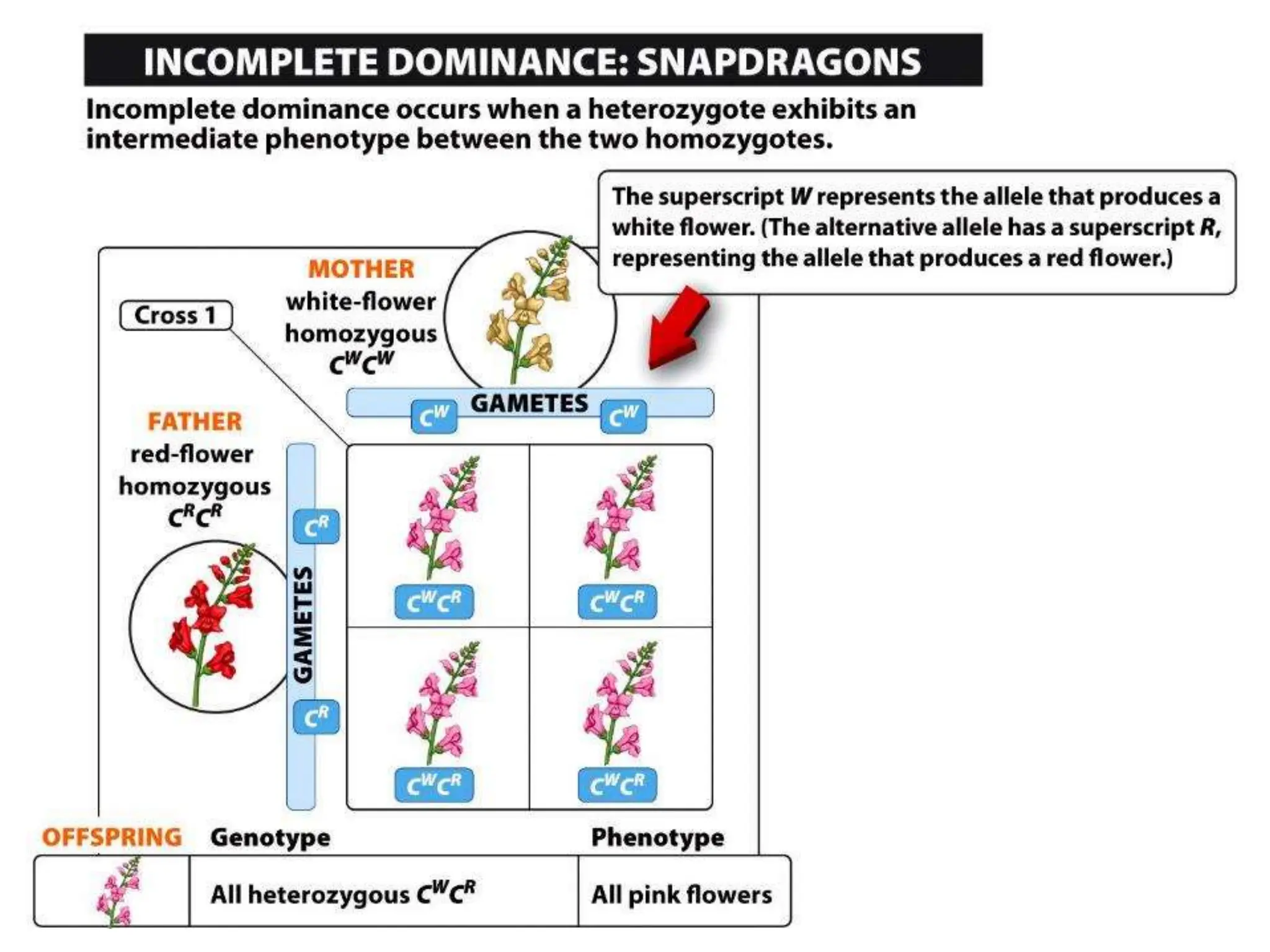 1306 Patterns of Inheritance Spring 2022.pptx