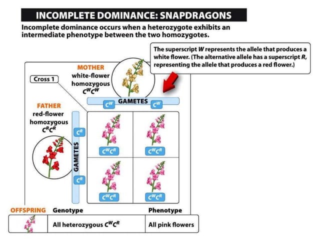 1306 Patterns of Inheritance Spring 2022.pptx