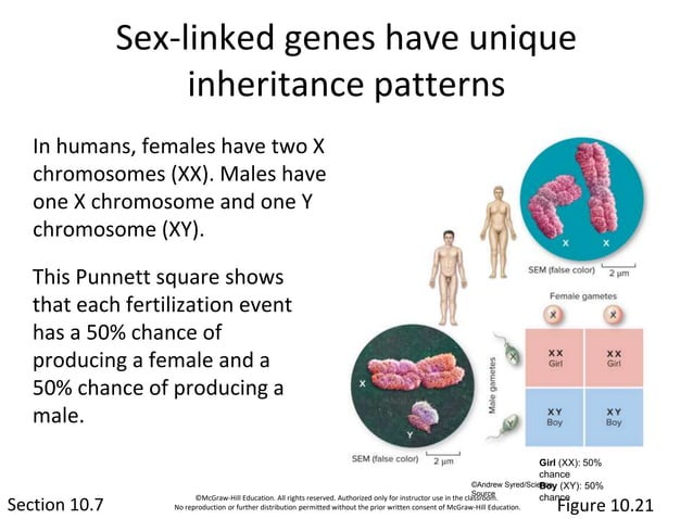 1306 Patterns of Inheritance Spring 2022.pptx