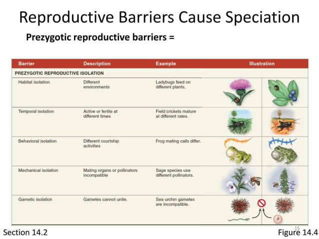 1407 speciation and classification | PPTX