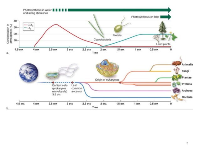 1407 speciation and classification | PPTX