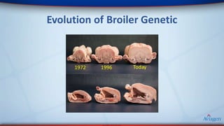 140720 Feeding Broiler in Early Life Ming Final (1).pdf