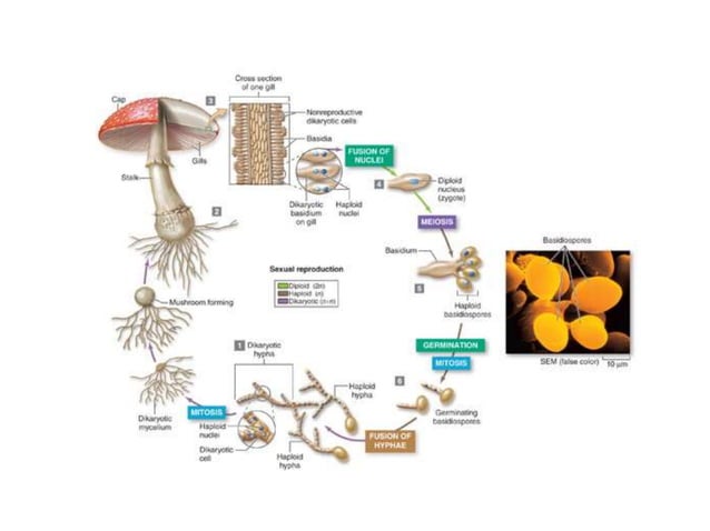 1407 fungi animalia combo blank f2018 | PPT