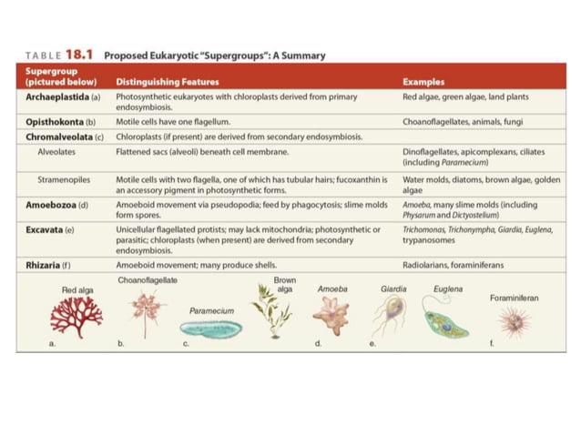 1407 protists presentation | PPT