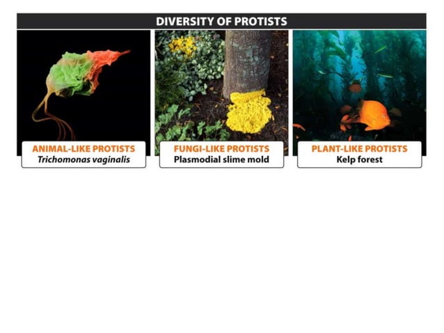 1407 protists presentation | PPT