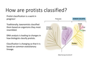 1407 protists presentation | PPT