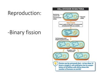1407 Prokaryotes | PPT