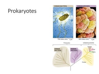 1407 Prokaryotes | PPTX