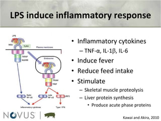 Dr. Jeffrey Escobar - Does Immune Activation Alter Growth Potential and ...
