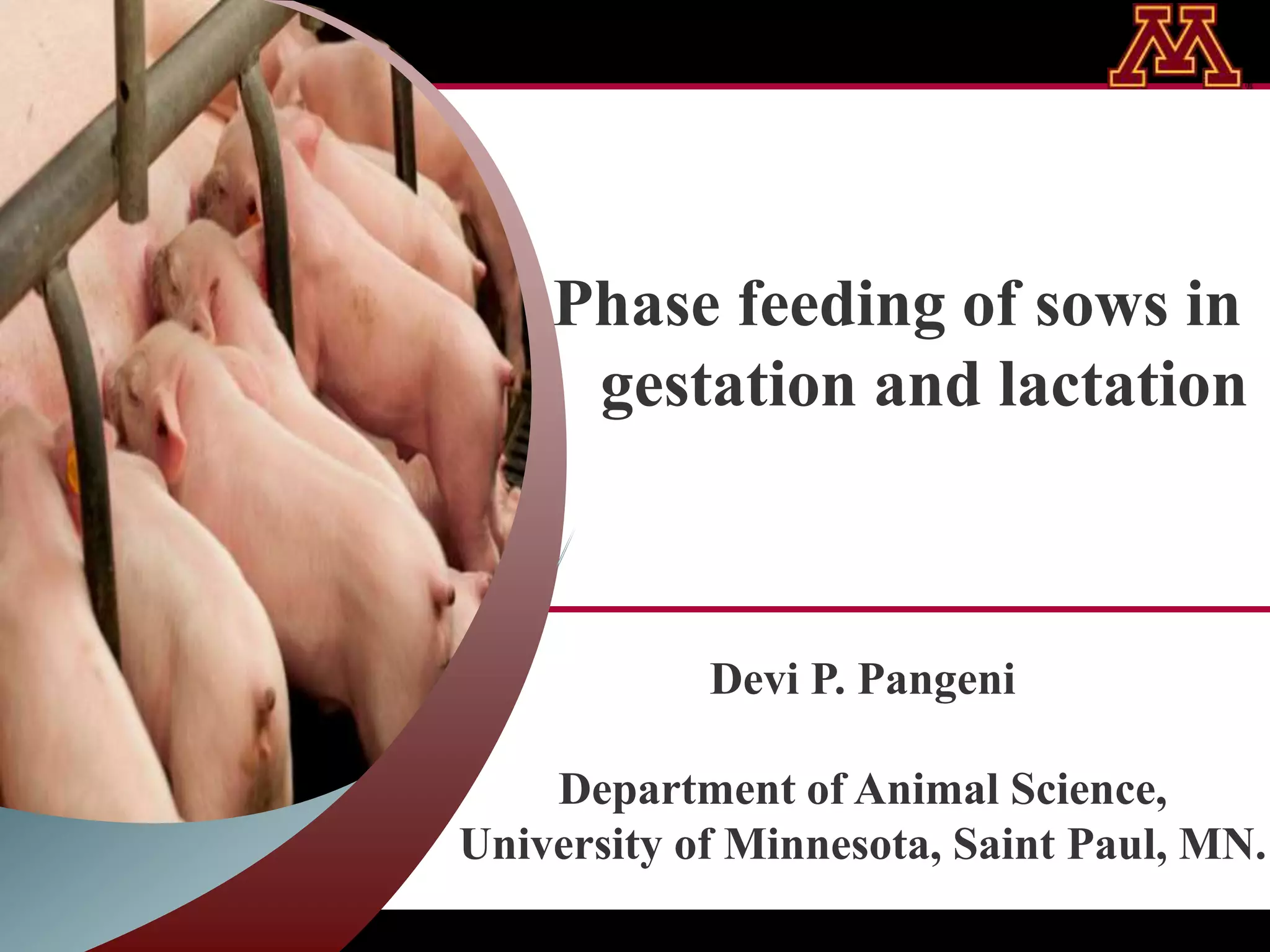 Devi Pangeni - Phase Feeding of Sows during Gestation and Lactation | PPTX