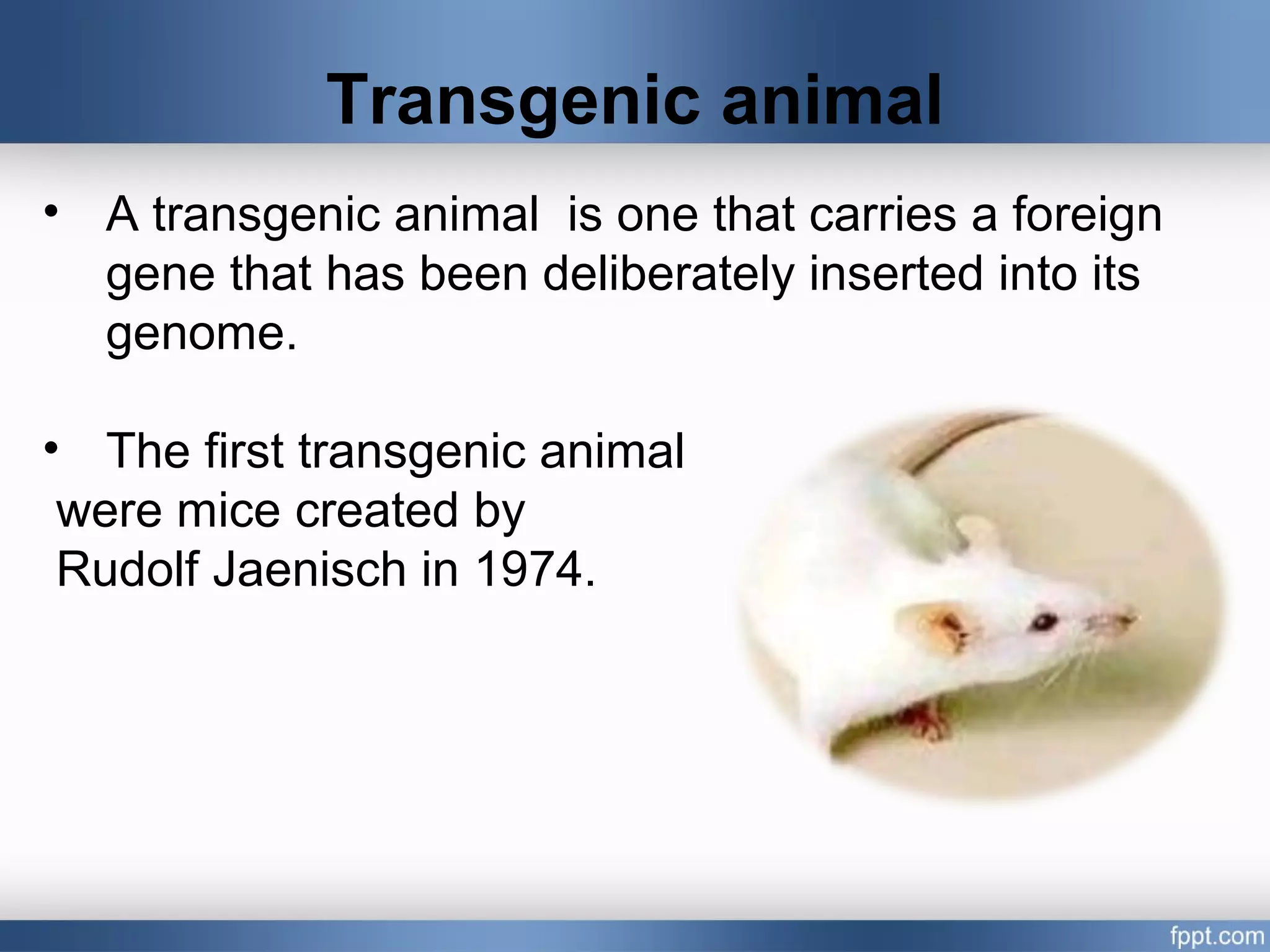 Transgenic Animals | PPT