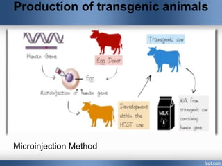 Transgenic Animals | PPT