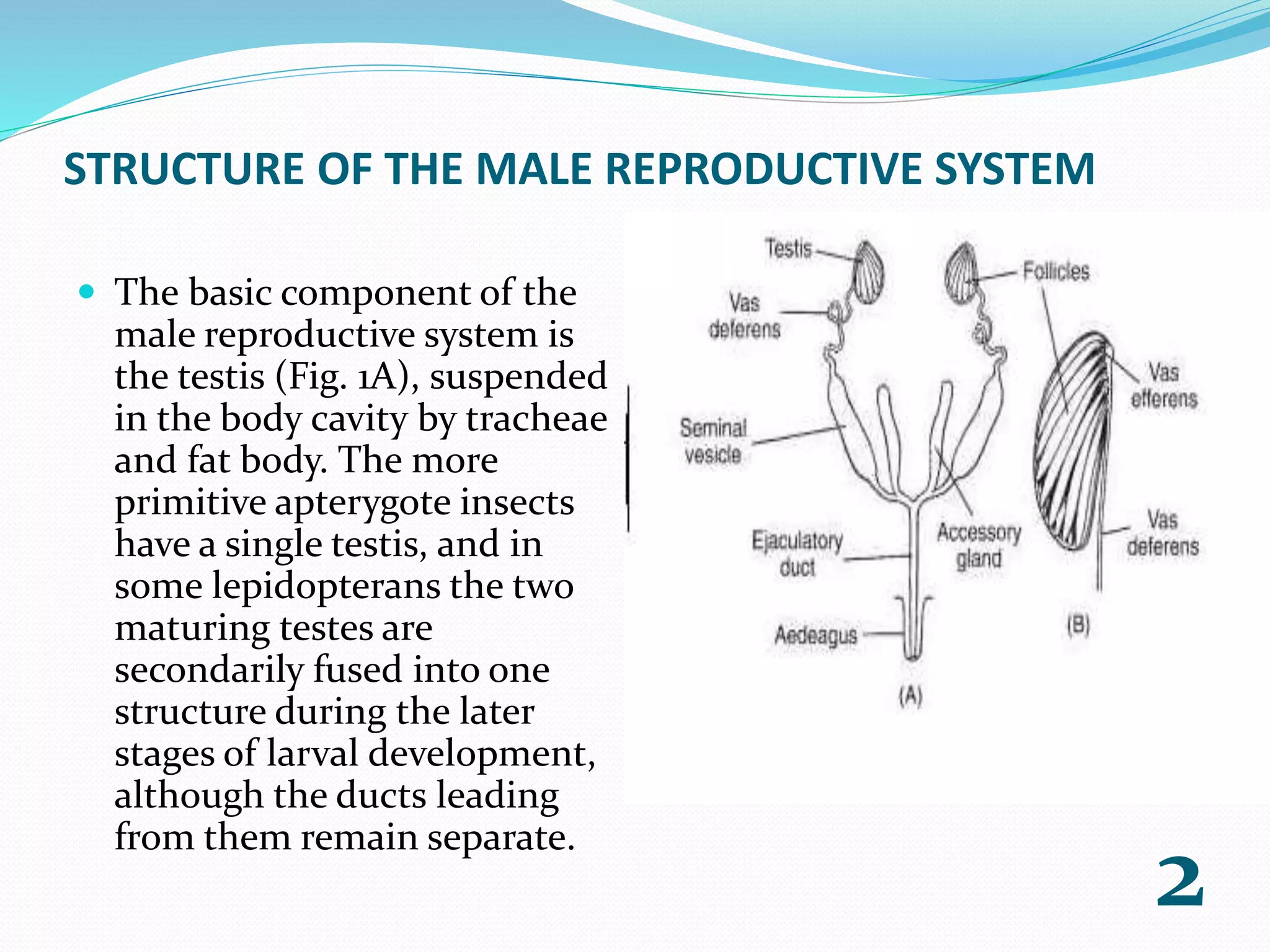 Reproductive system of insects | PPTX