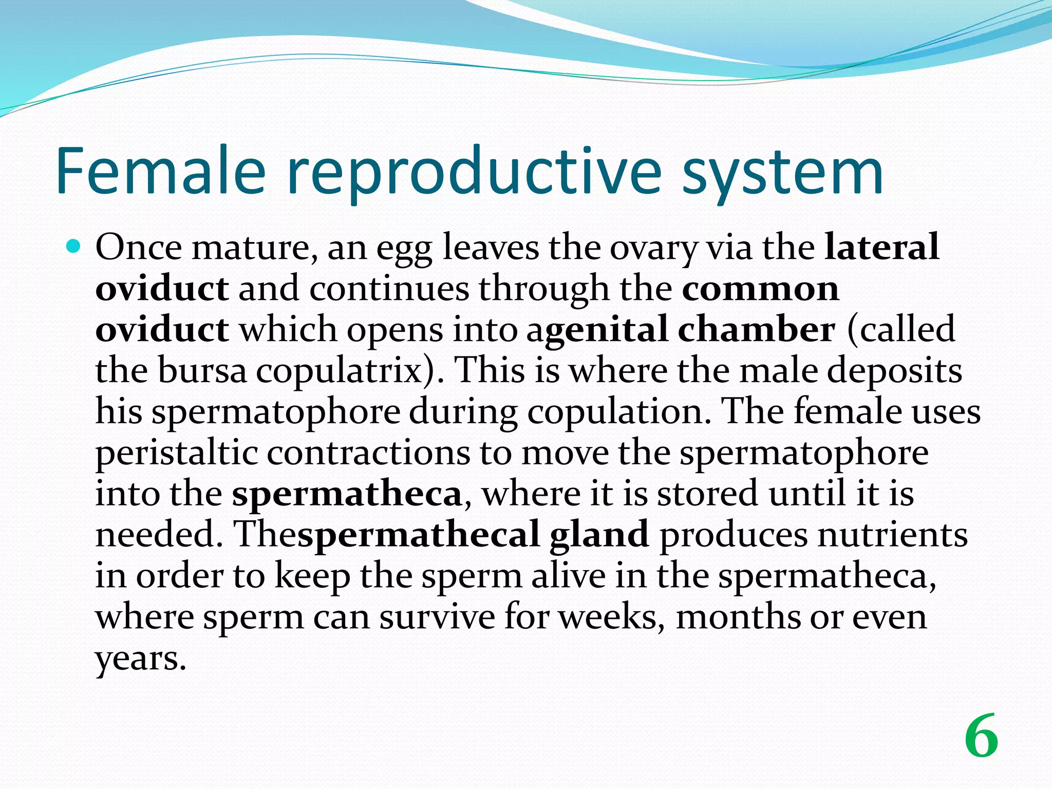 Reproductive system of insects | PPTX